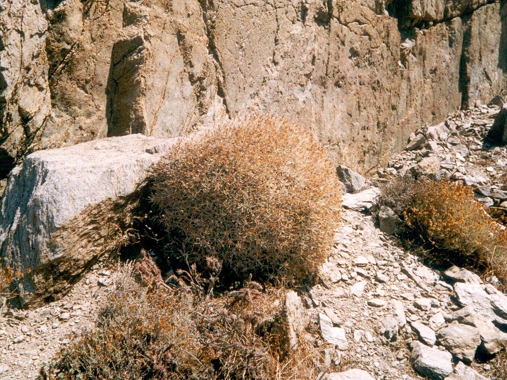 La Flora dell'Asinara