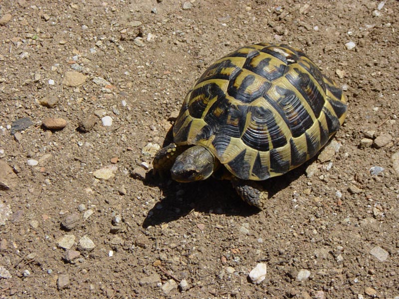 Fauna Terrestre del Parco dell'Asinara